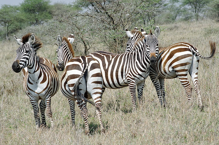 Montain Zebra NP